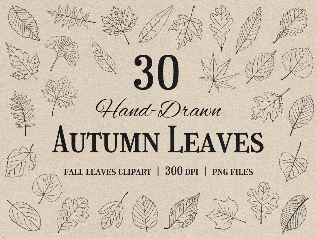 30 Hand-drawn Fall Leaves Minimalist Clipart Set Commercial - Etsy