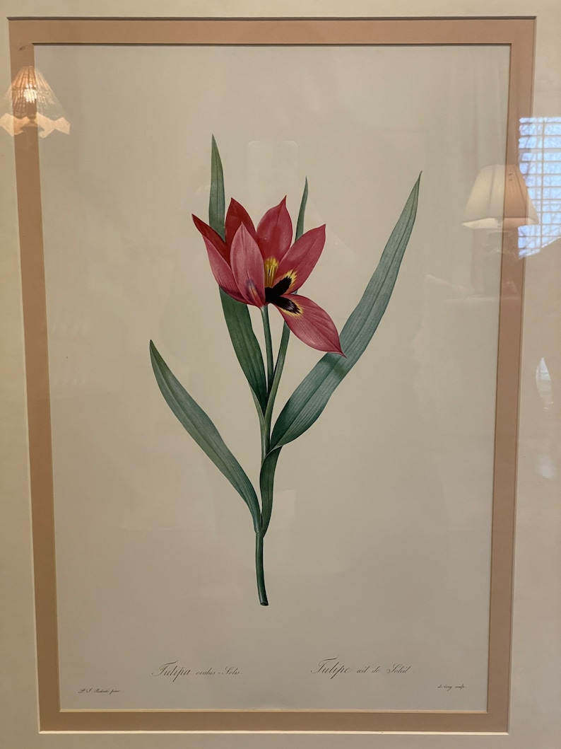 Large Pierre Joseph Redoute Tulip Print Redoute Floral Print - Etsy