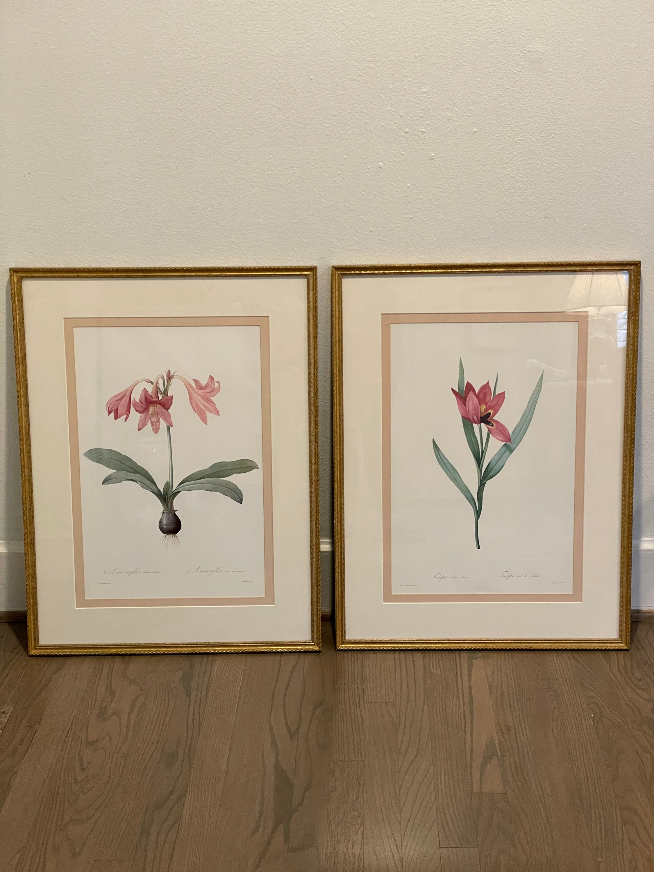 Large Pierre Joseph Redoute Tulip Print Redoute Floral Print - Etsy