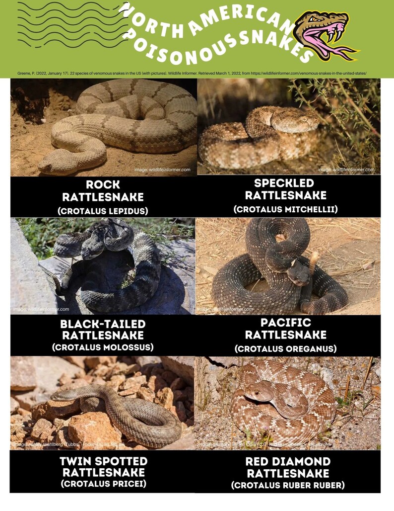 Snake Trivia Game Digital Download pdf-anskwer Keysnake Cards printable ...