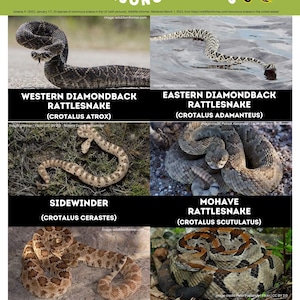 Snake Trivia Game Digital Download pdf-anskwer Keysnake Cards printable ...