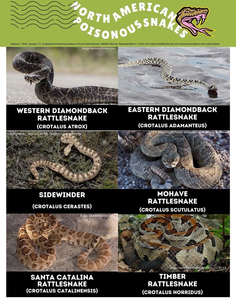 Snake Trivia Game Digital Download pdf-anskwer Keysnake Cards printable ...