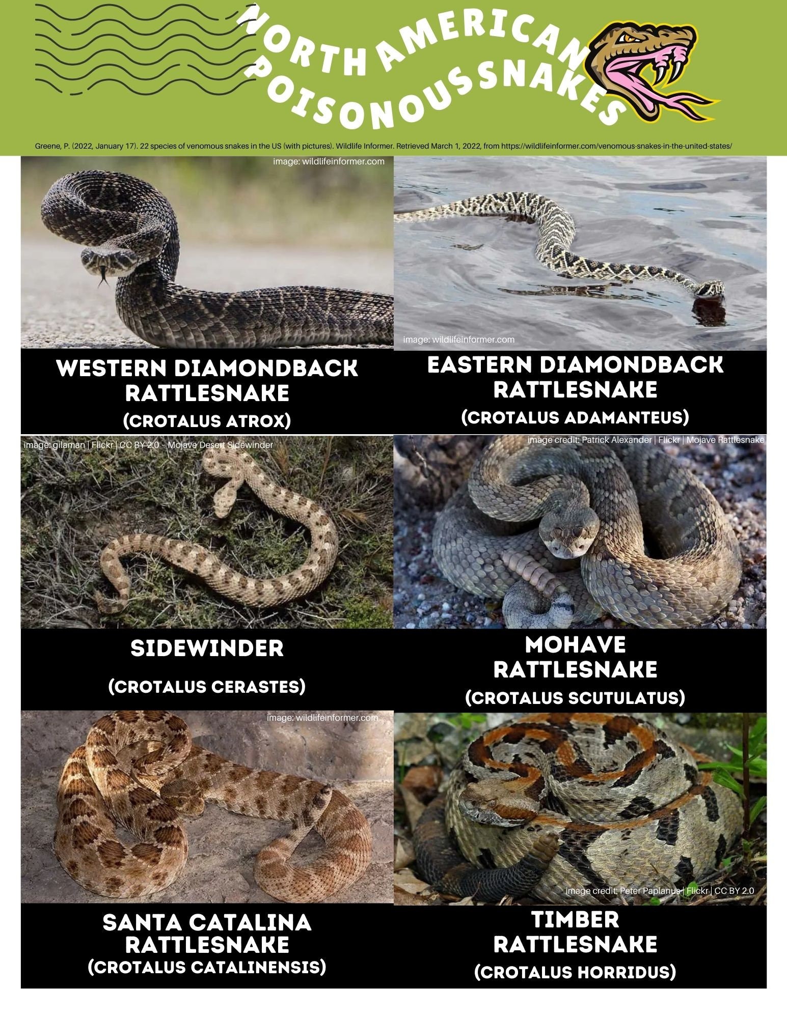 Snake Trivia Game Digital Download pdf-anskwer Keysnake Cards printable ...