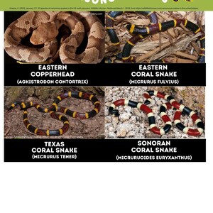 Snake Trivia Game Digital Download pdf-anskwer Keysnake Cards printable ...