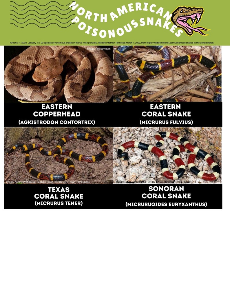 Snake Trivia Game Digital Download pdf-anskwer Keysnake Cards printable ...