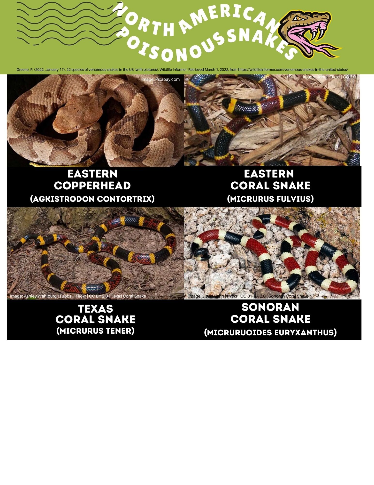 Snake Trivia Game Digital Download pdf-anskwer Keysnake Cards printable ...