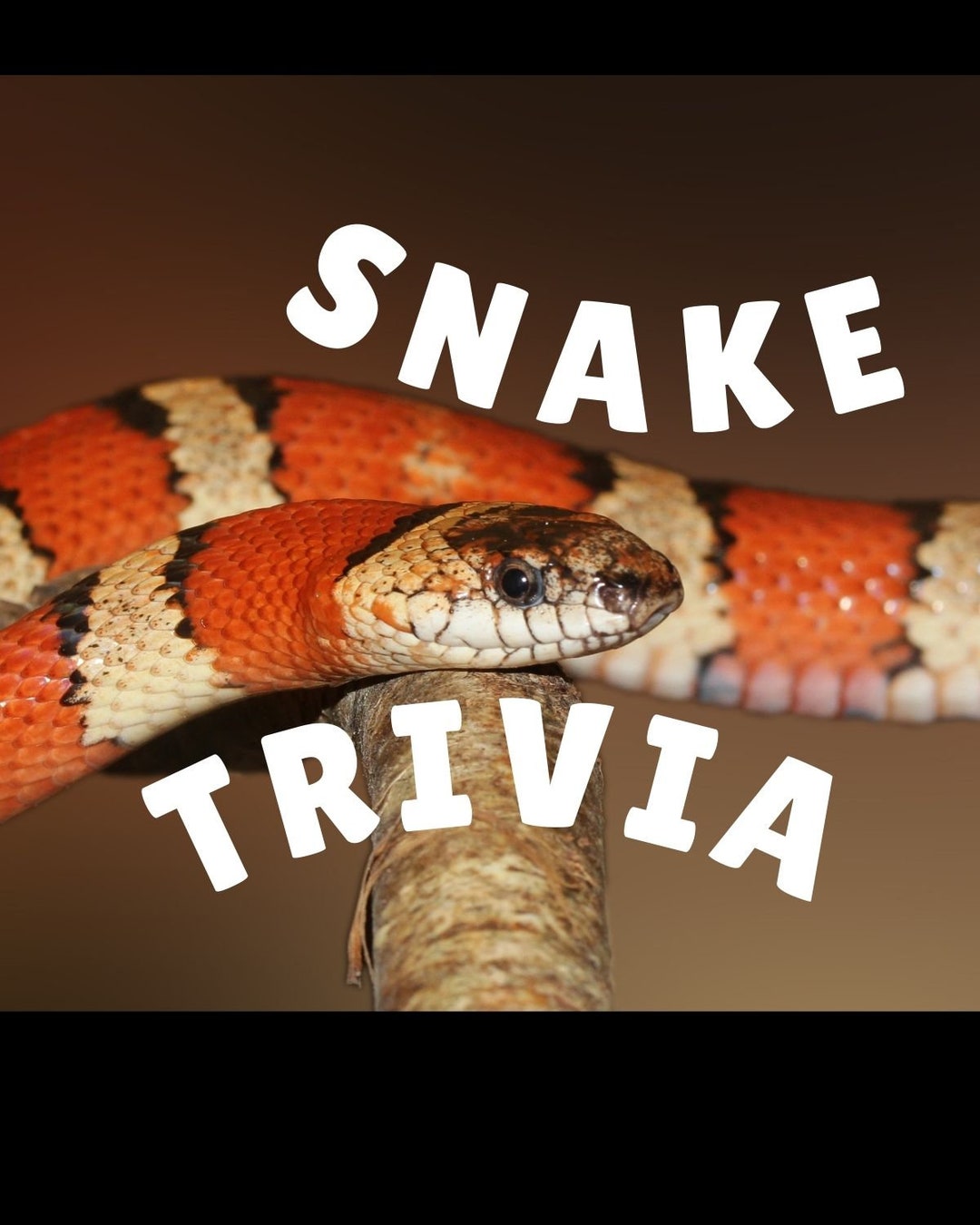 Snake Trivia Game Digital Download pdf-anskwer Keysnake Cards printable ...