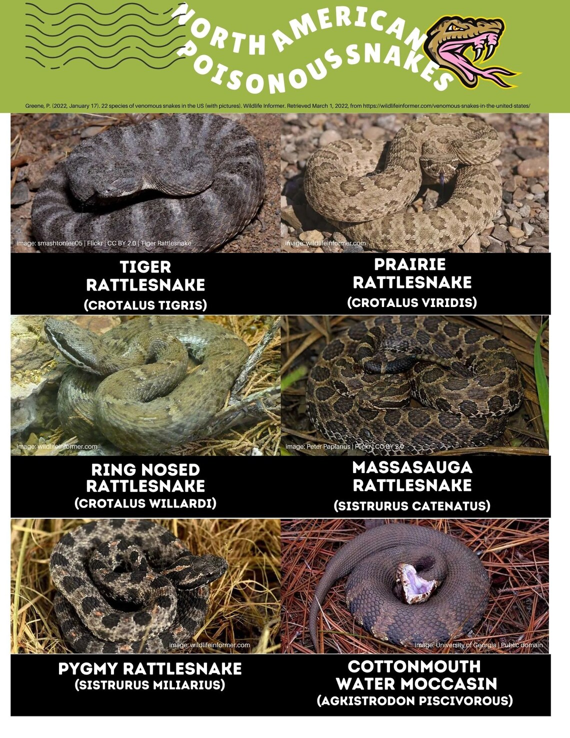 Snake Trivia Game Digital Download pdf-anskwer Keysnake Cards printable ...