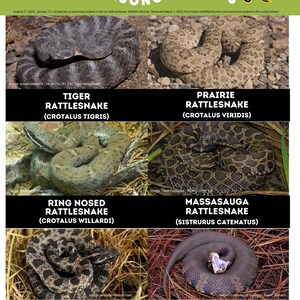 Snake Trivia Game Digital Download pdf-anskwer Keysnake Cards printable ...