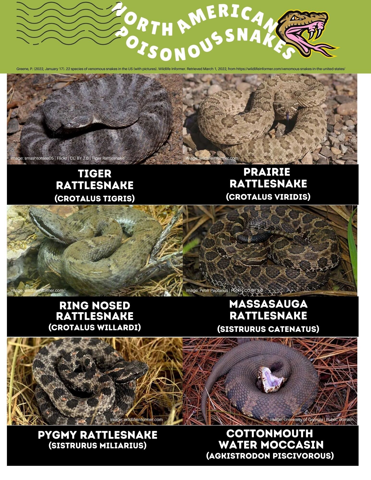 Snake Trivia Game Digital Download pdf-anskwer Keysnake Cards printable ...