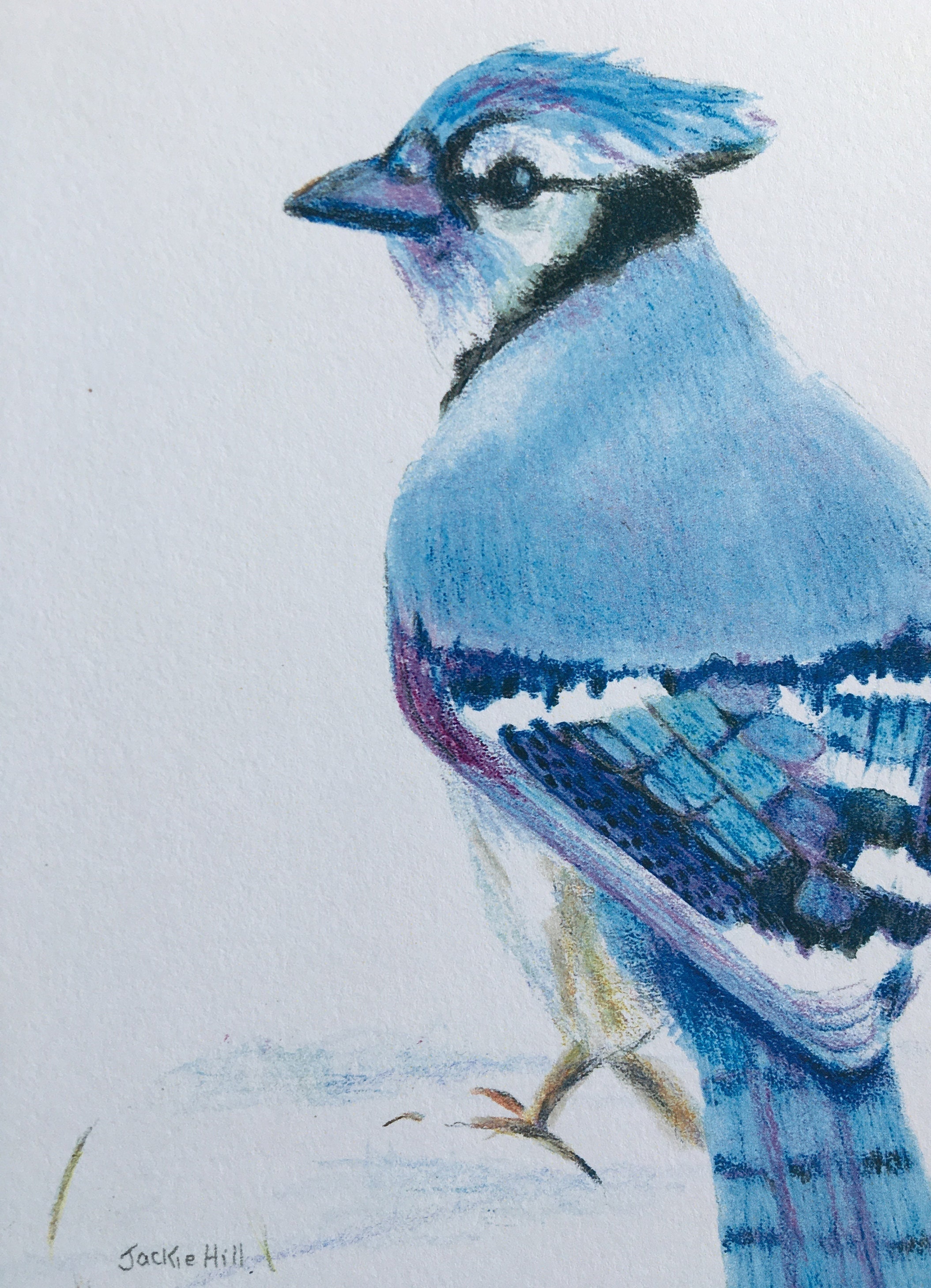 Bluejay, Blue Jay: Hand-embellished Print by Artist From Original ...