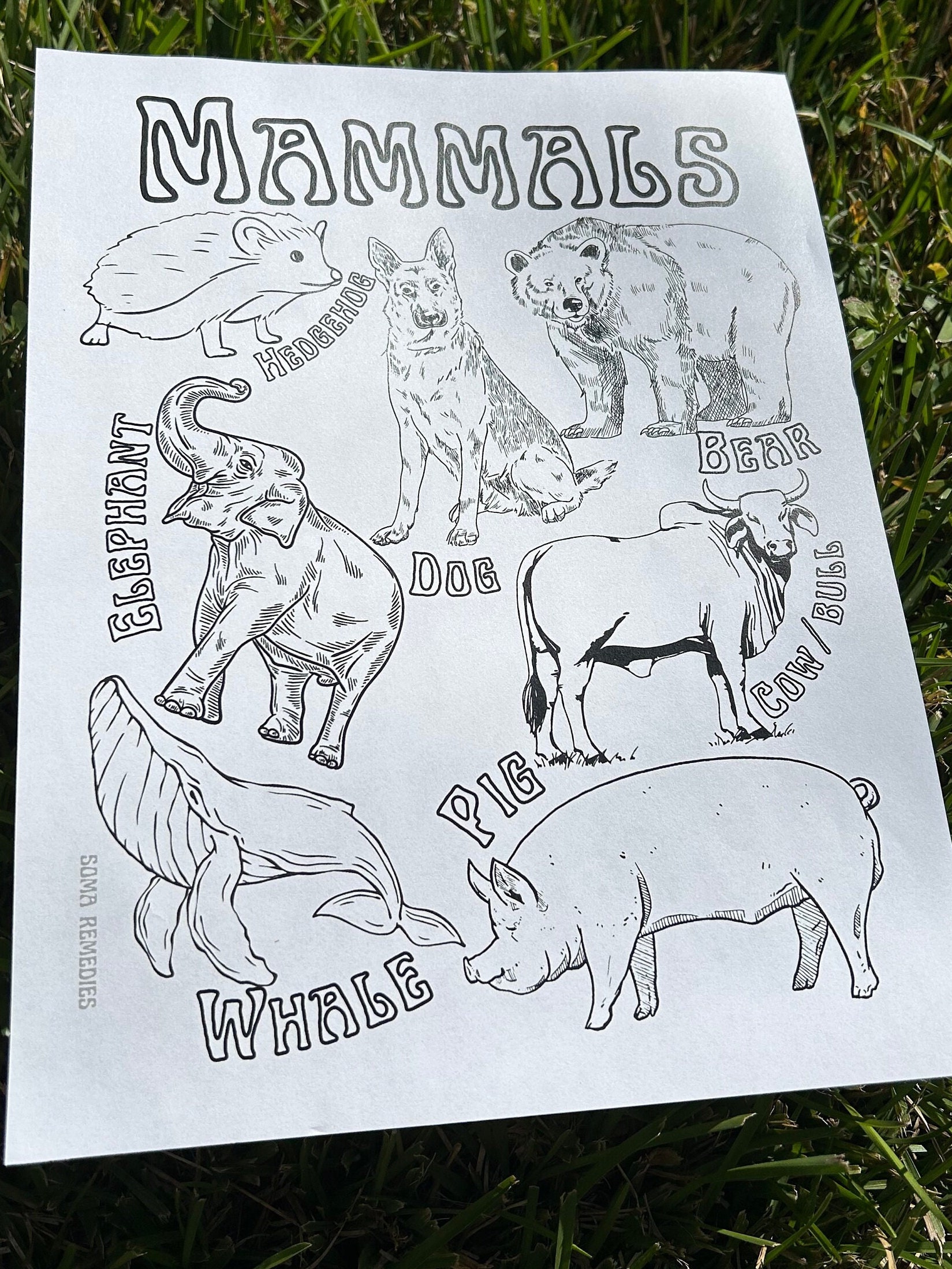 Mammals Coloring Page, Animal Coloring Page, Nature and Science ...