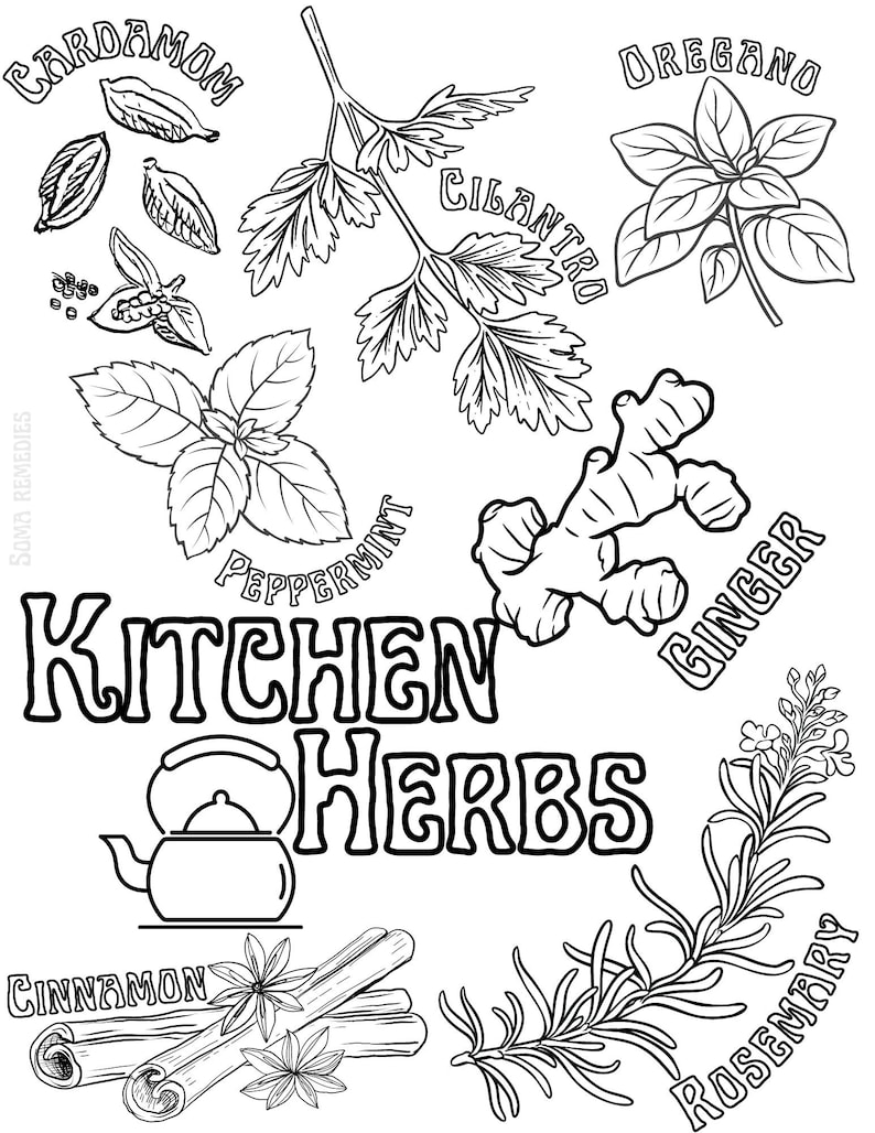 Kitchen Herbs Coloring Page, Herbalism Coloring Pages, Homeschooling ...
