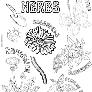 Backyard Herbs Coloring Page, Herbalism Coloring Page, Homeschooling ...