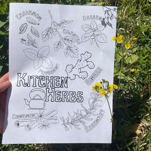 Kitchen Herbs Coloring Page, Herbalism Coloring Pages, Homeschooling ...