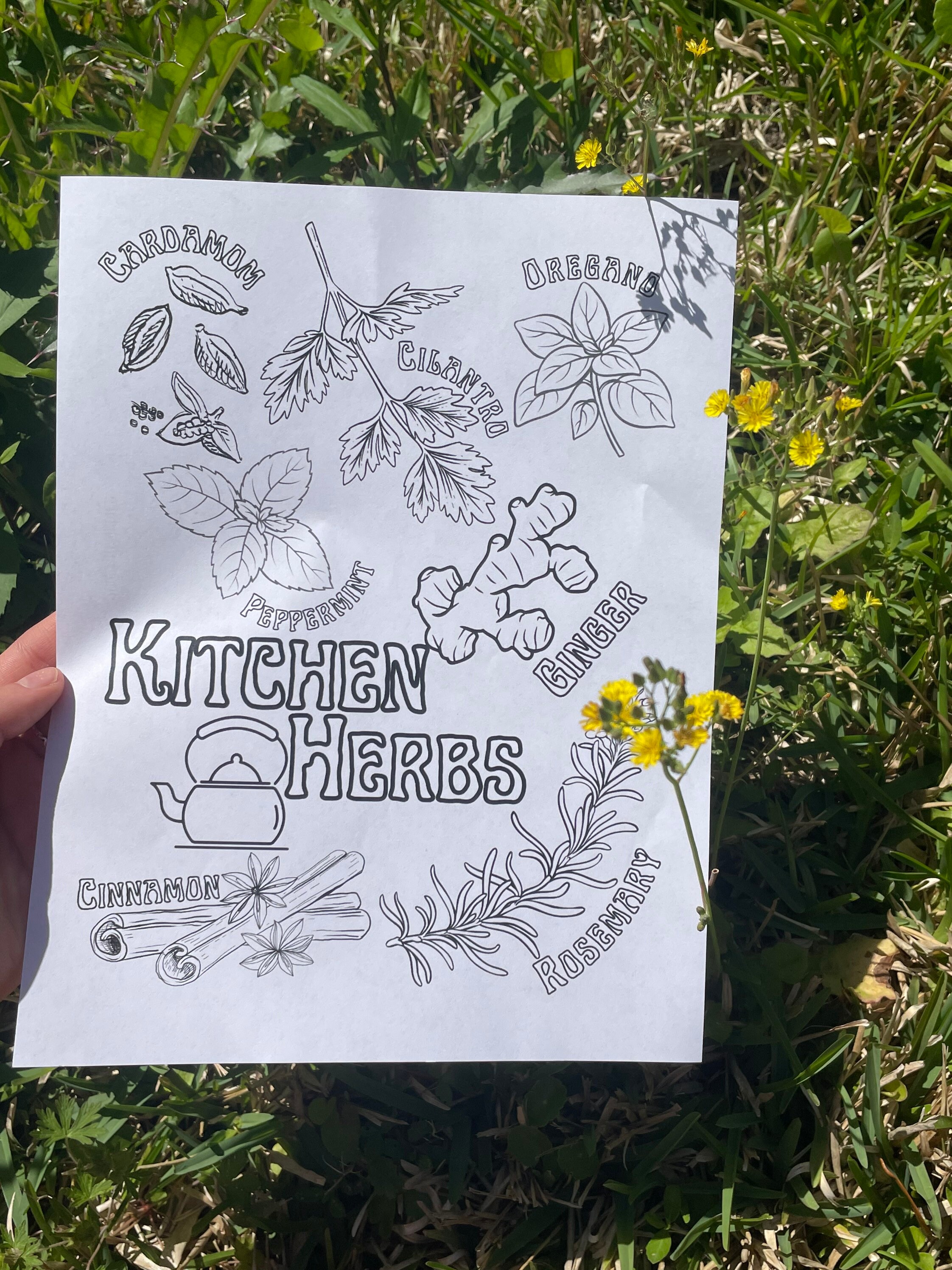 Kitchen Herbs Coloring Page, Herbalism Coloring Pages, Homeschooling ...