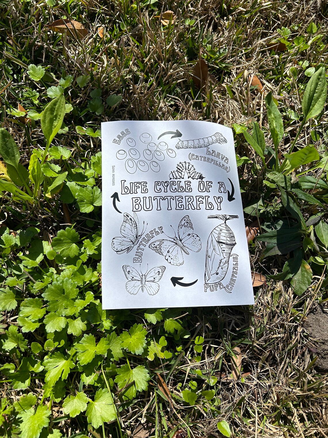 Life Cycle of a Butterfly Coloring Page, Science Coloring Page, Nature ...