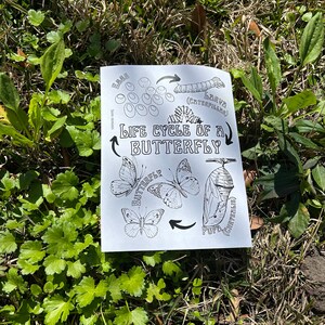 Life Cycle of a Butterfly Coloring Page, Science Coloring Page, Nature ...
