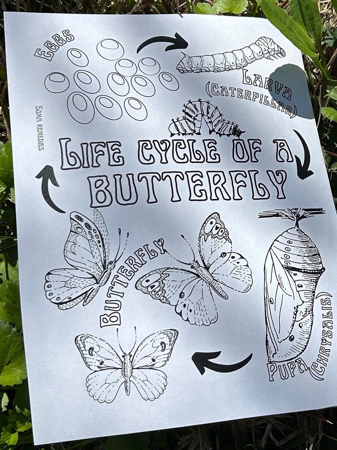 Life Cycle of a Butterfly Coloring Page, Science Coloring Page, Nature ...