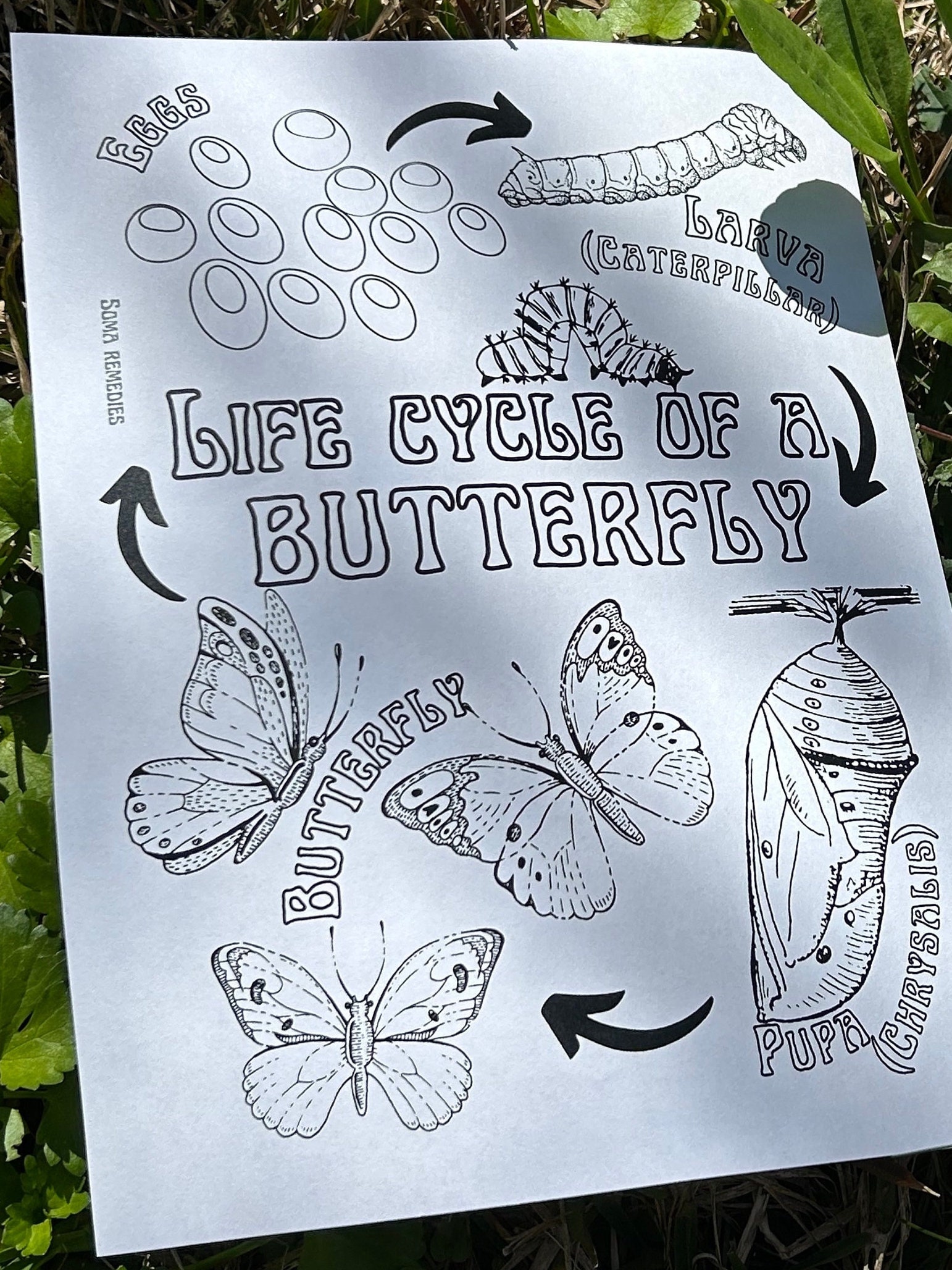 Life Cycle of a Butterfly Coloring Page, Science Coloring Page, Nature ...