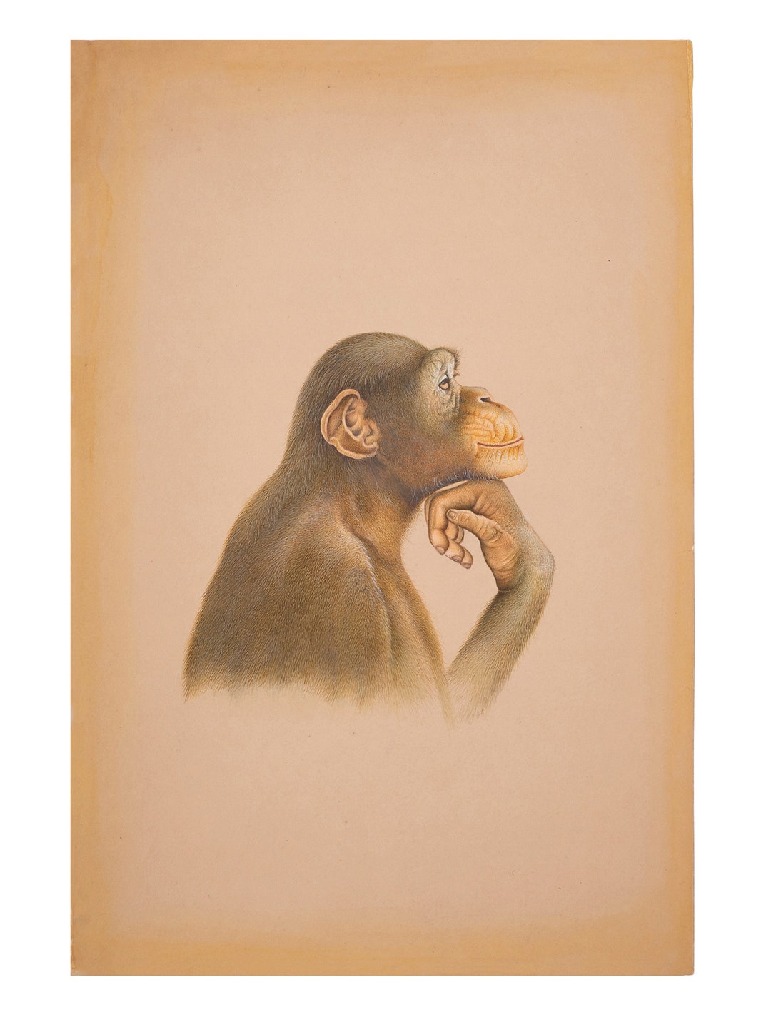 Hand Painted Monkey, Monkey, Wild Life, Wild Animals, Cats, Animals ...