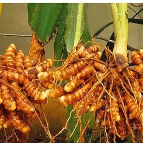 3-100 Turmeric Plant Rhizomes. Curcuma Longa Roots. Haldi - Etsy