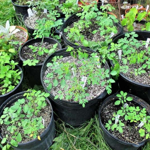 Dwarf Moringa Tree - Etsy