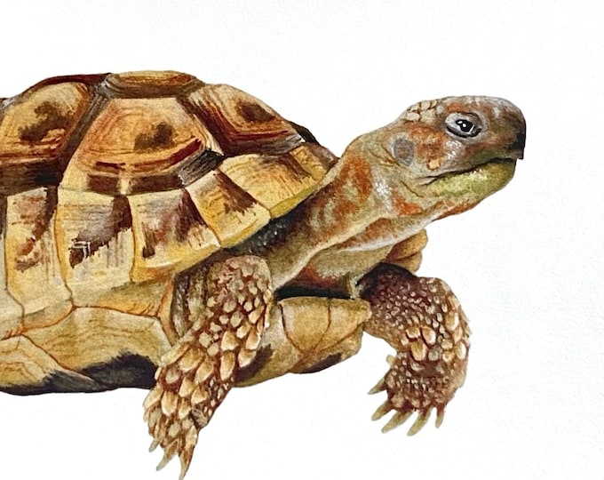 Tortoise Print Turtle Illustration Fine Art Wall Hanging Animal Gouache ...