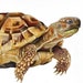 Tortoise Print - Turtle Illustration Fine Art Wall Hanging - Animal ...