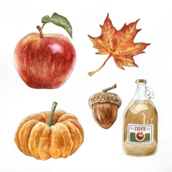 Acorn Illustration - Etsy