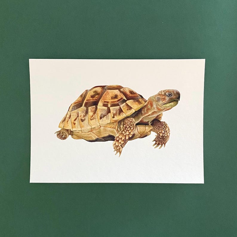 Tortoise Print - Turtle Illustration Fine Art Wall Hanging - Animal ...