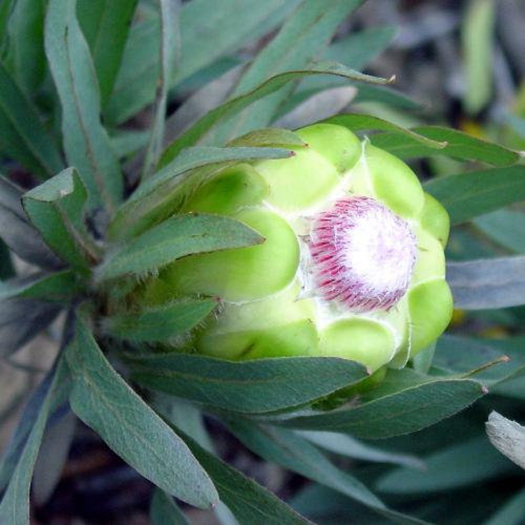 Protea Flower Seeds Coronata (green) Sugarbush - Etsy