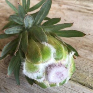 Protea Flower Seeds Coronata (green) Sugarbush - Etsy
