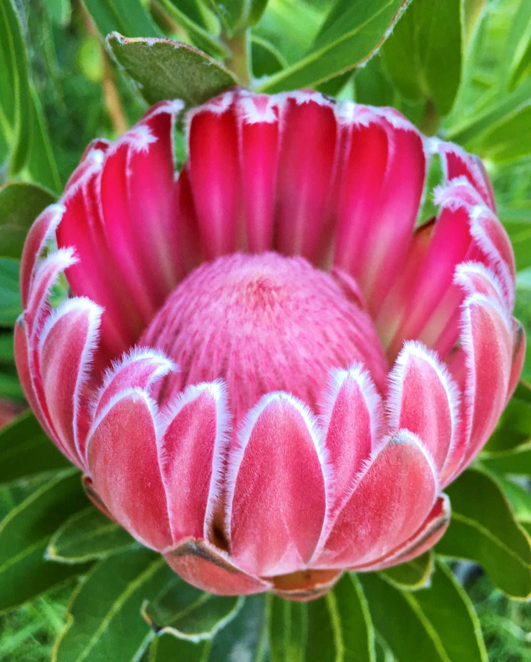 Protea Flower Seeds Compacta Sugarbush - Etsy