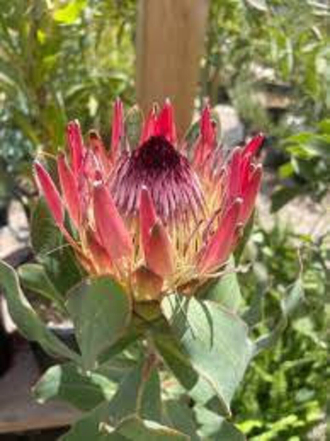 Protea Flower Seeds Susannae Sugarbush - Etsy