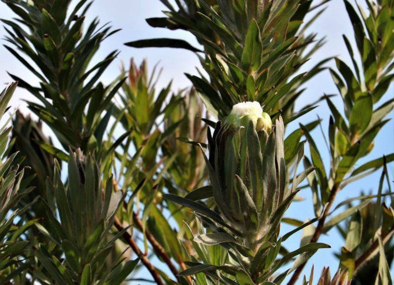 Protea Flower Seeds Coronata (green) Sugarbush - Etsy
