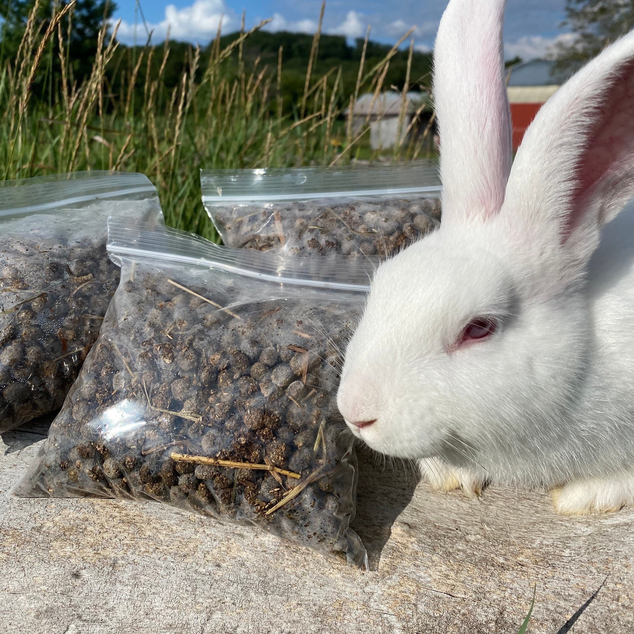 Rabbit Poop Vs Deer Poop