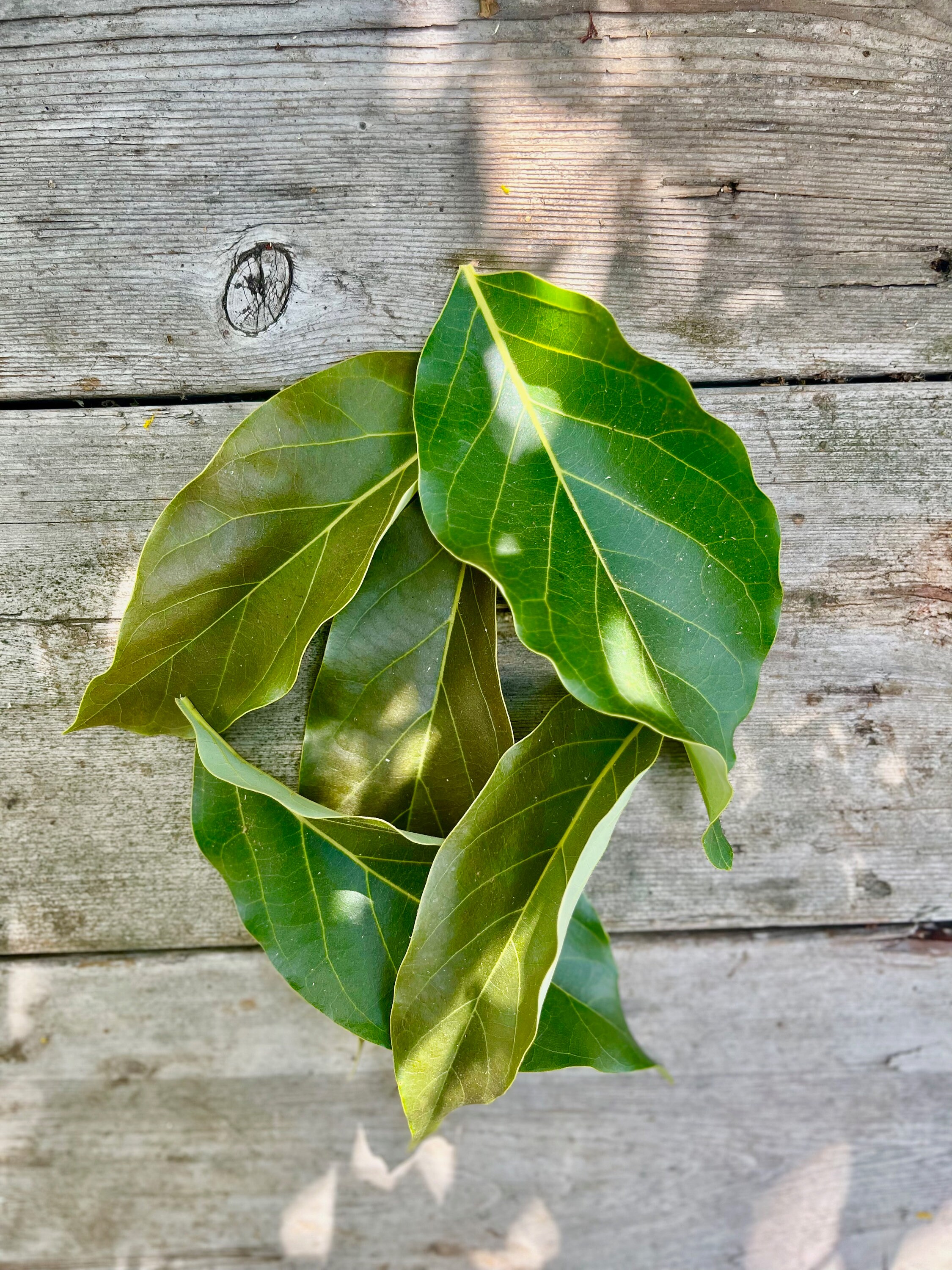 60 Count Avocado Leaves Best Organic Freshly Picked - Etsy