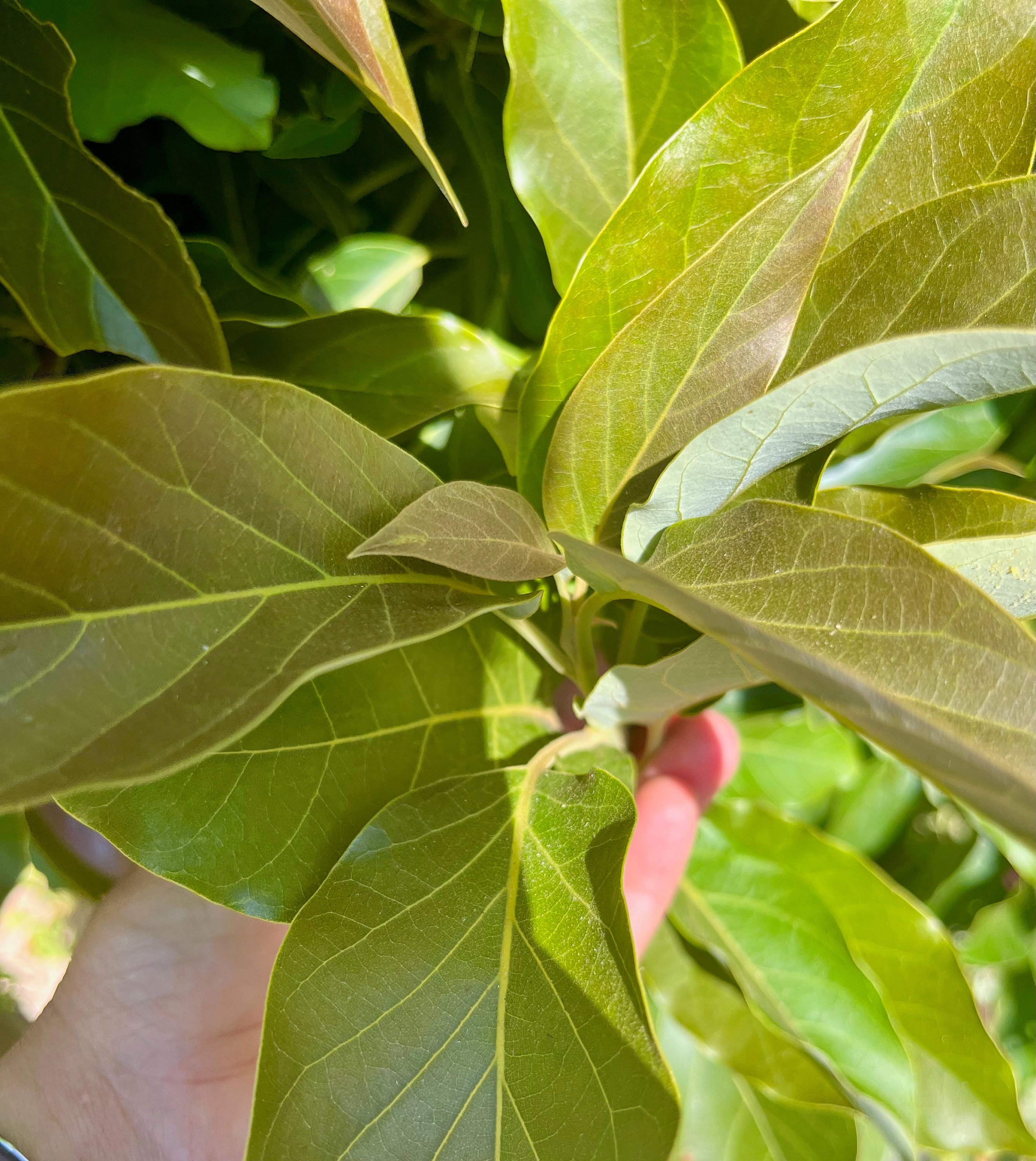60 Count Avocado Leaves Best Organic Freshly Picked - Etsy