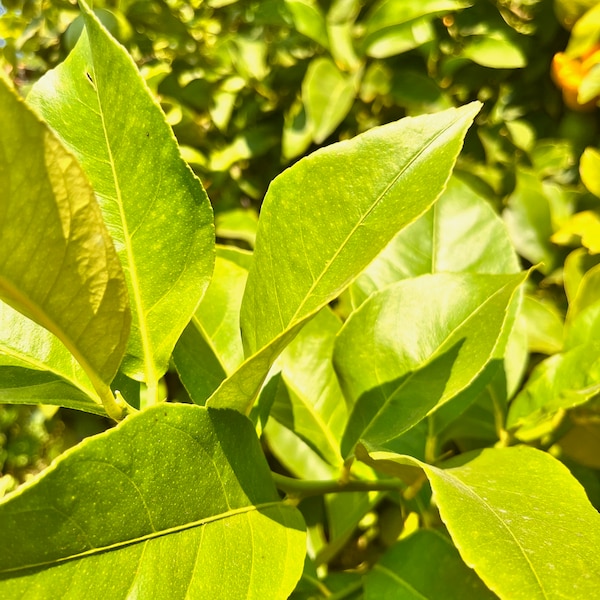 Tea Tree and Lemon - Etsy