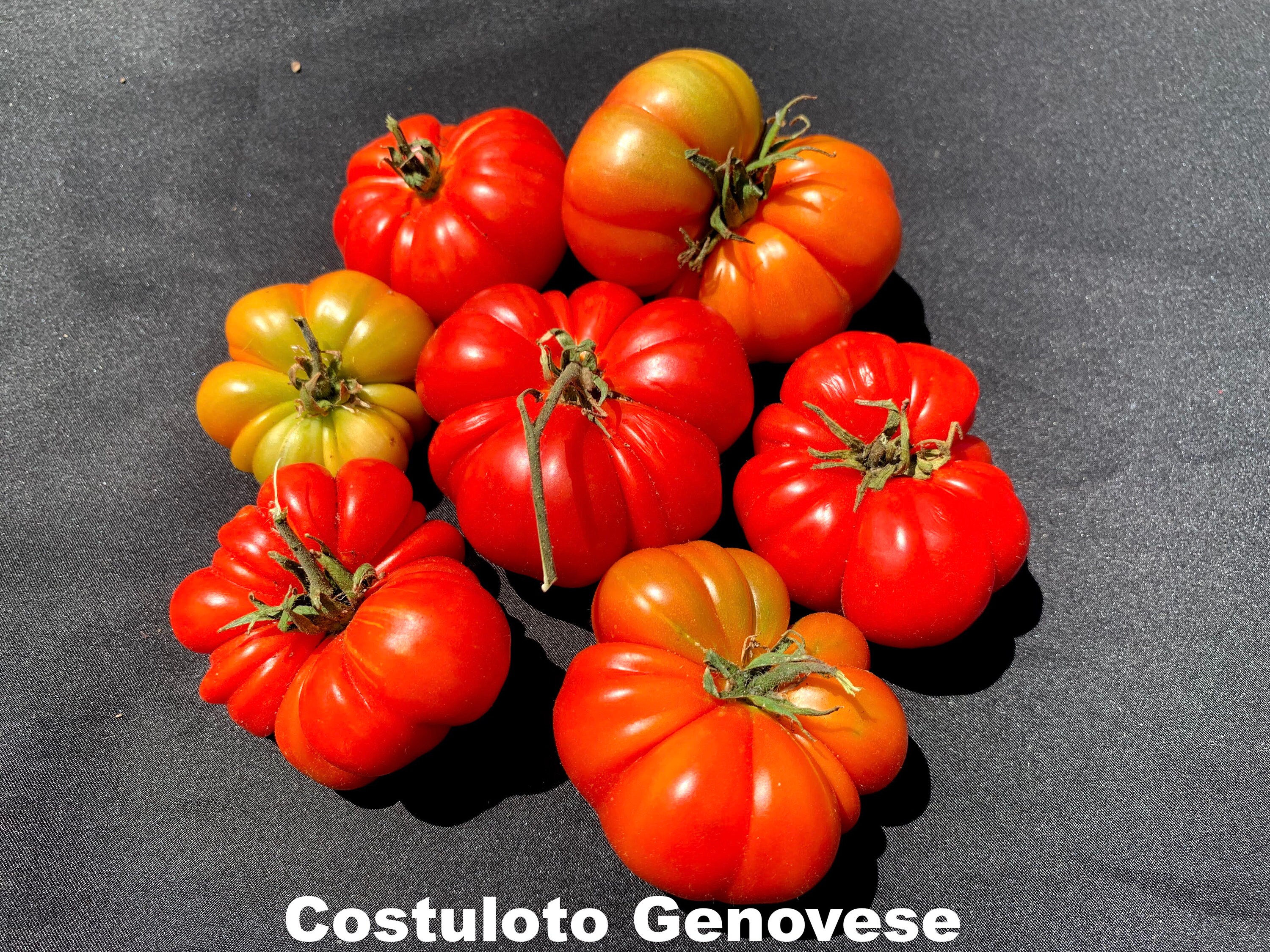 7 Varieties Collection of Organic Heirloom Tomato Seeds - Etsy