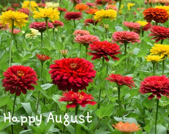 August Floral Postcard - Etsy