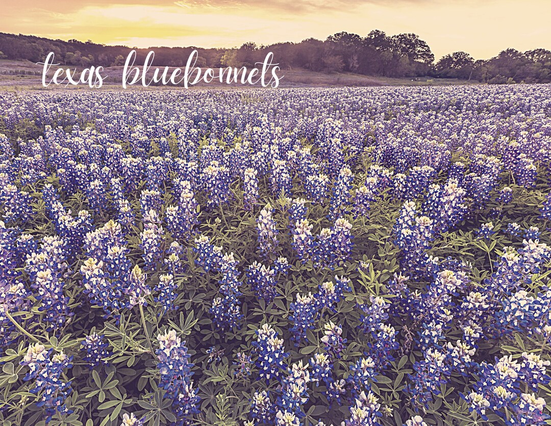 Texas Bluebonnet Postcard Greetings From Texas Postcard Mothers Day ...