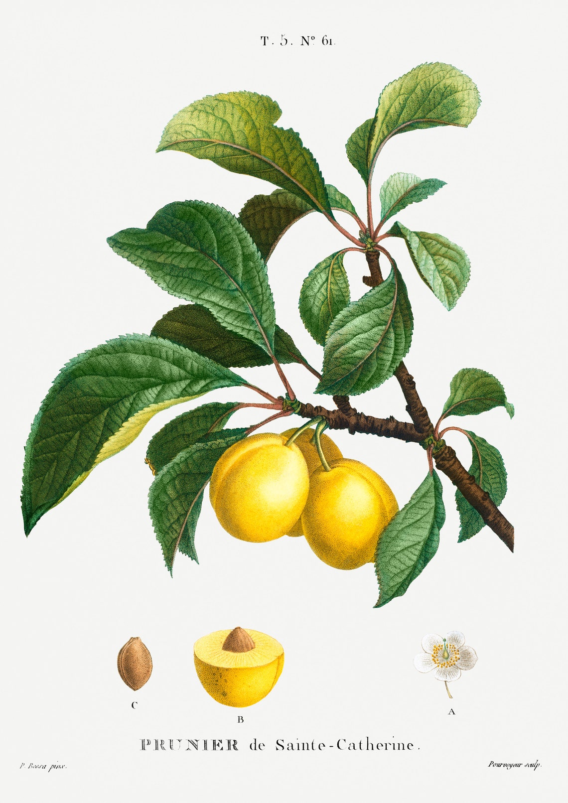Plum Art Plum Art Print Plum Wall Art Fruit Art Yellow - Etsy