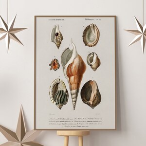 Vintage Seashells Art Print, Conch Shell Art Print, Shell Poster ...