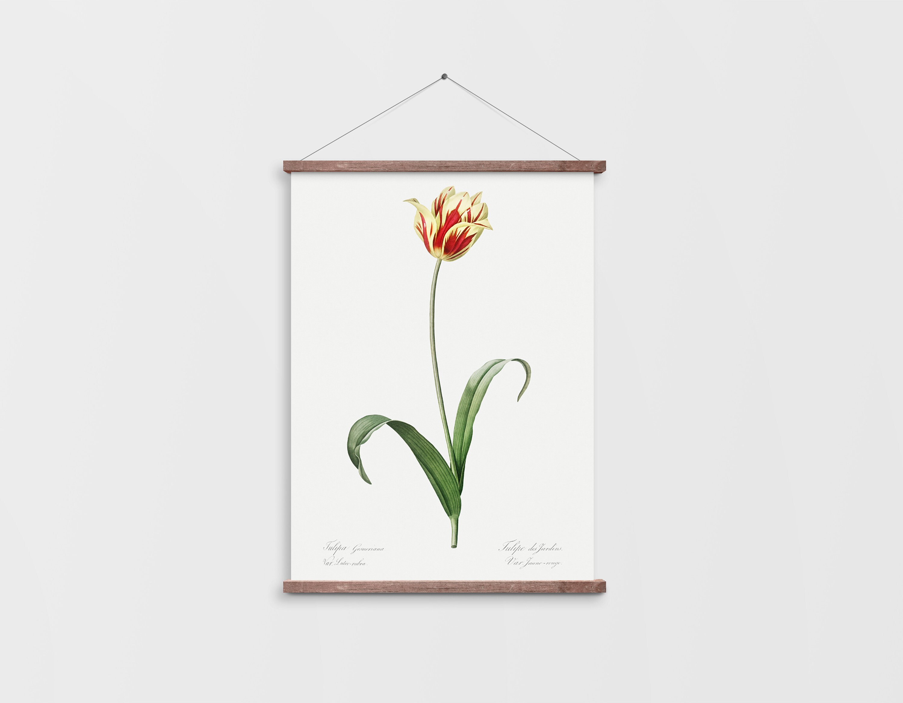 Tulip Art Tulip Wall Art Tulip Art Print Flower Art Flower - Etsy