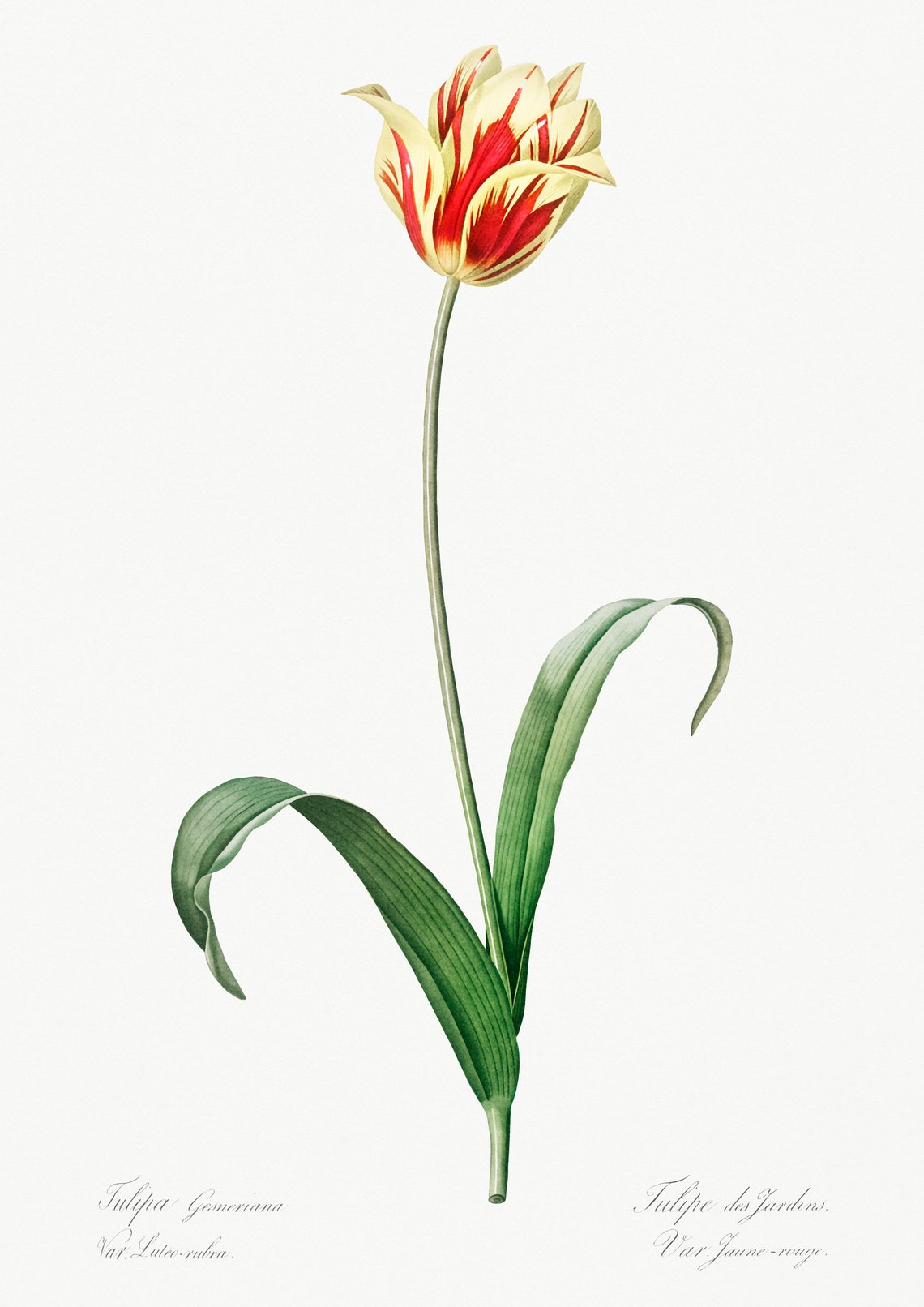 Tulip Art Tulip Wall Art Tulip Art Print Flower Art Flower | Etsy