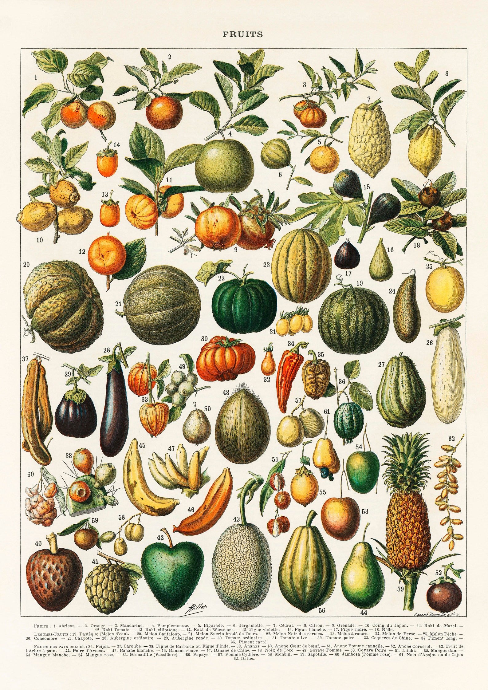 Vintage Vegetable Poster Fruit and Veg Art Vegetable Art - Etsy UK