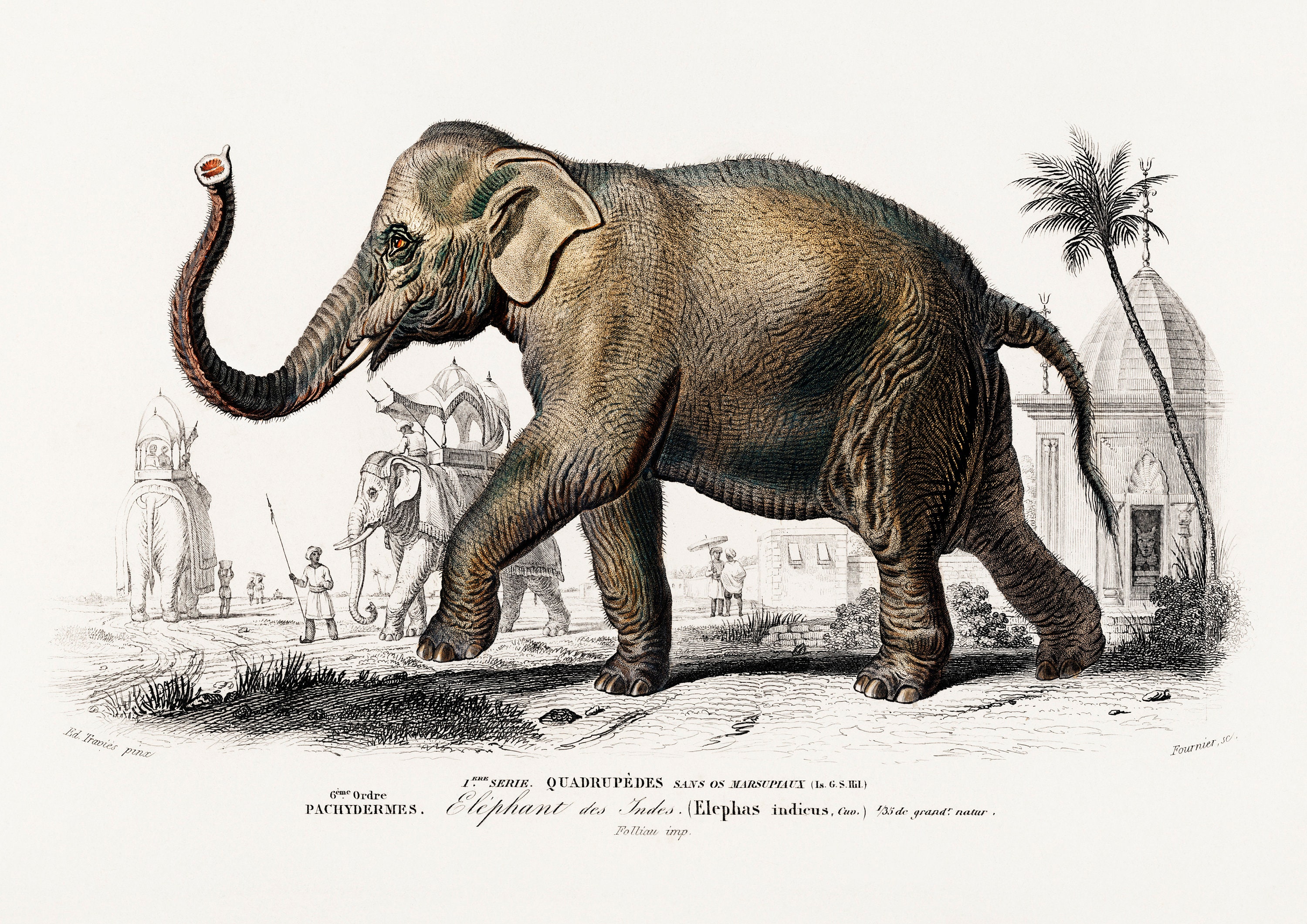 Asian Elephant Art Print Asiatic Elephant Wall Art Vintage | Etsy