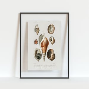 Vintage Seashells Art Print, Conch Shell Art Print, Shell Poster ...